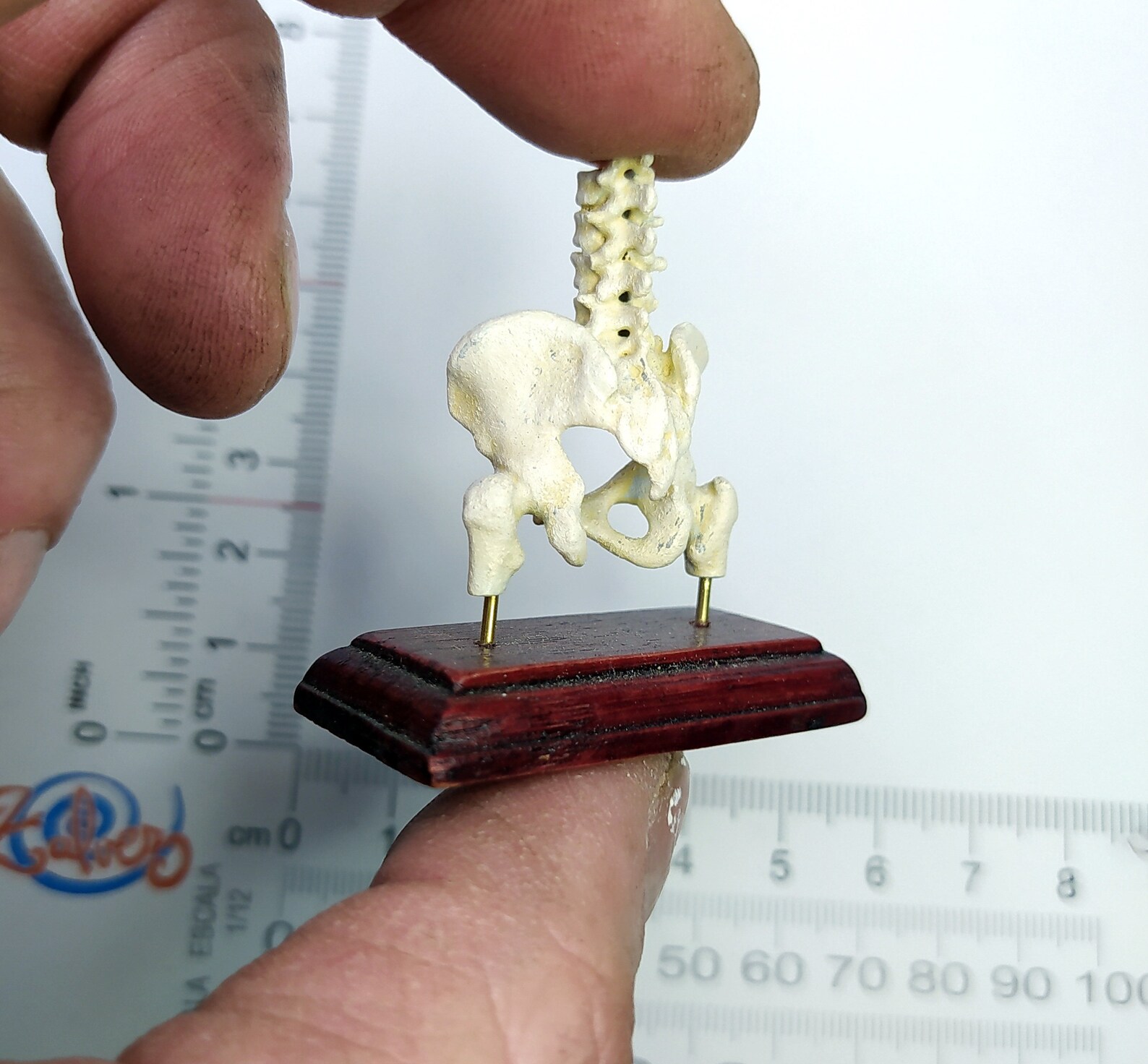 PELVIS. Anatomical Model Miniature for Dollhouses 1:12 Scale by D ...