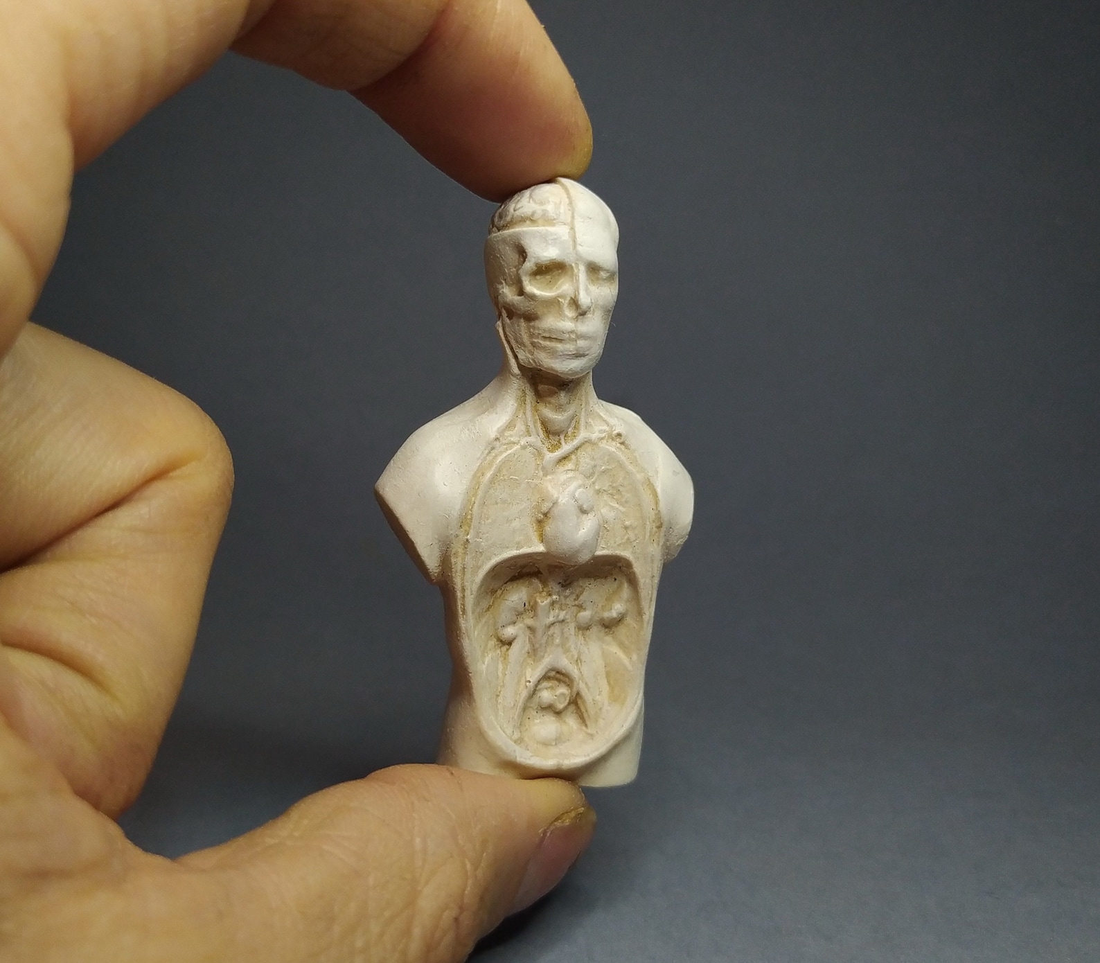 HUMAN ANATOMY MODEL. Medical Study Miniature for Dollhouses - Etsy