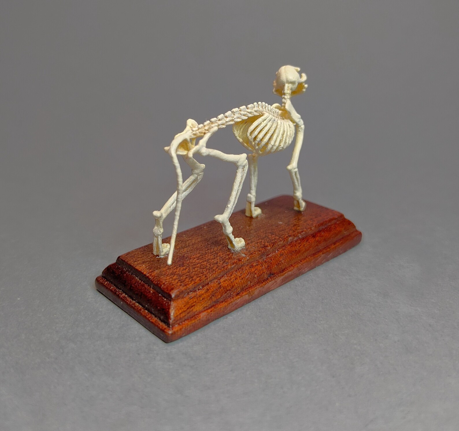 CAT SKELETON MINIATURE. Taxidermy Natural History Specimen. - Etsy
