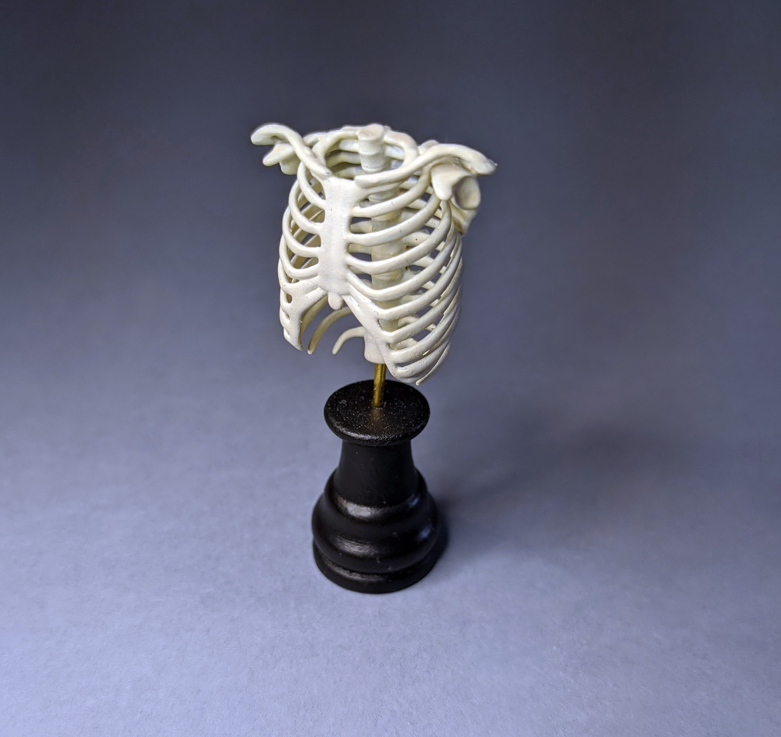 RIB CAGE. Anatomical Model Miniature for Dollhouses 1:12 Scale - Etsy