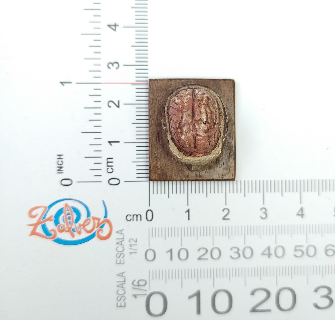 BRAIN ON PLATE . Antique Anatomical Plaster Model - Etsy