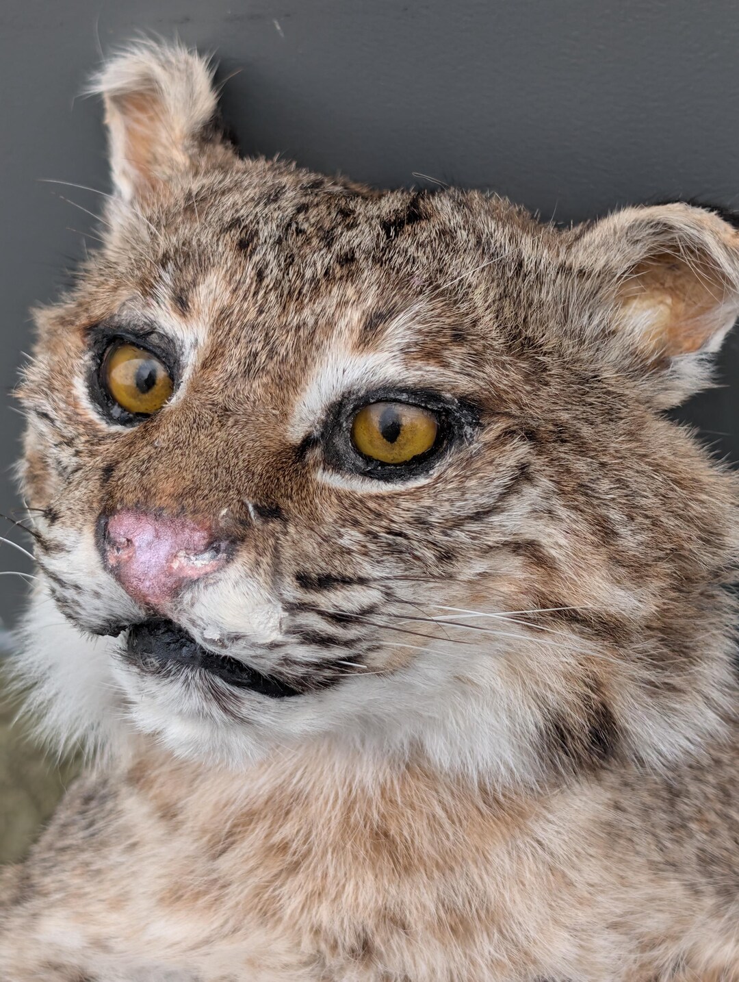Dopey Bobcat Floppy Soft Mount Taxidermy - Etsy