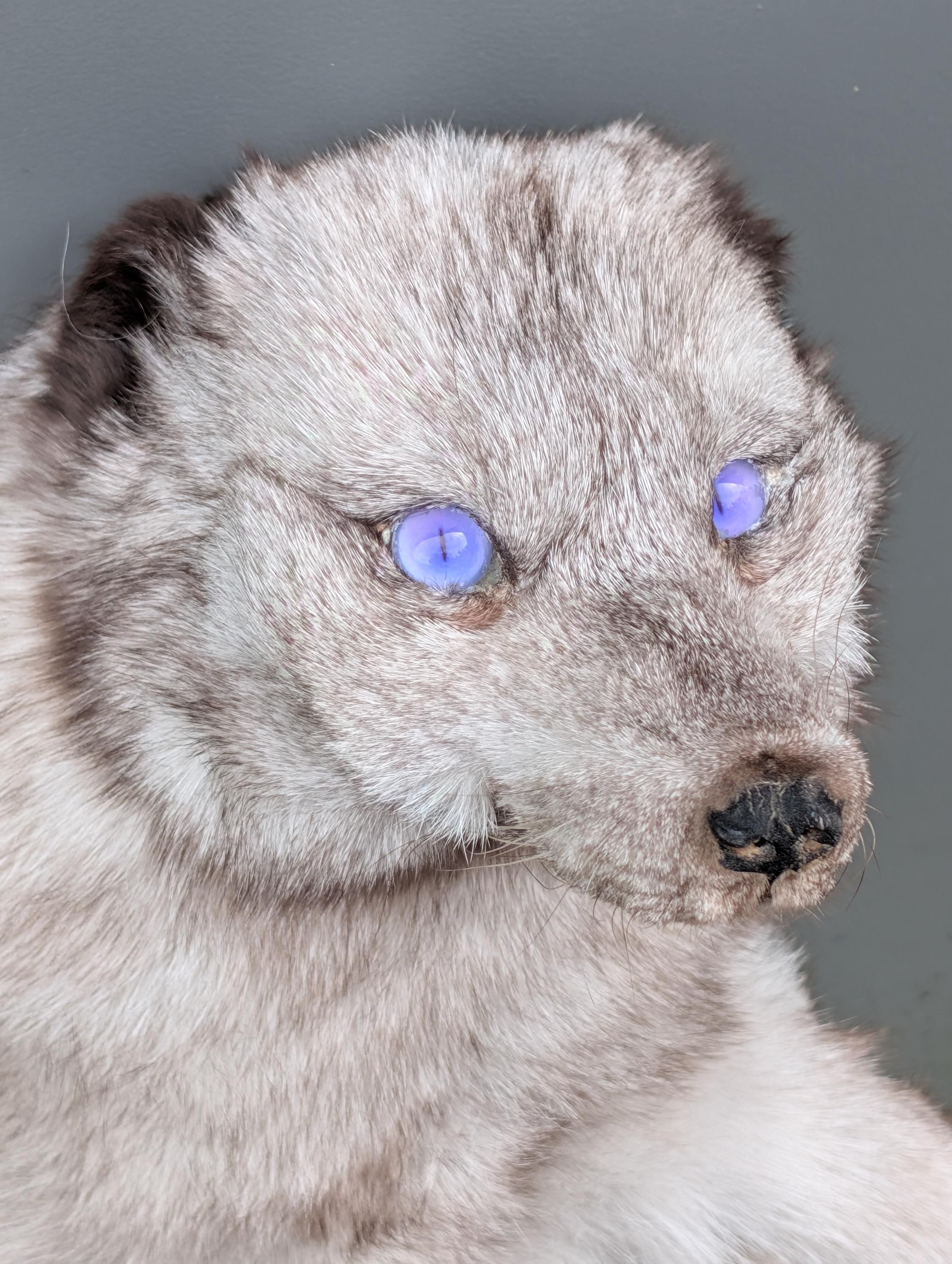 Blue Arctic Fox Floppy Soft Mount Taxidermy - Etsy