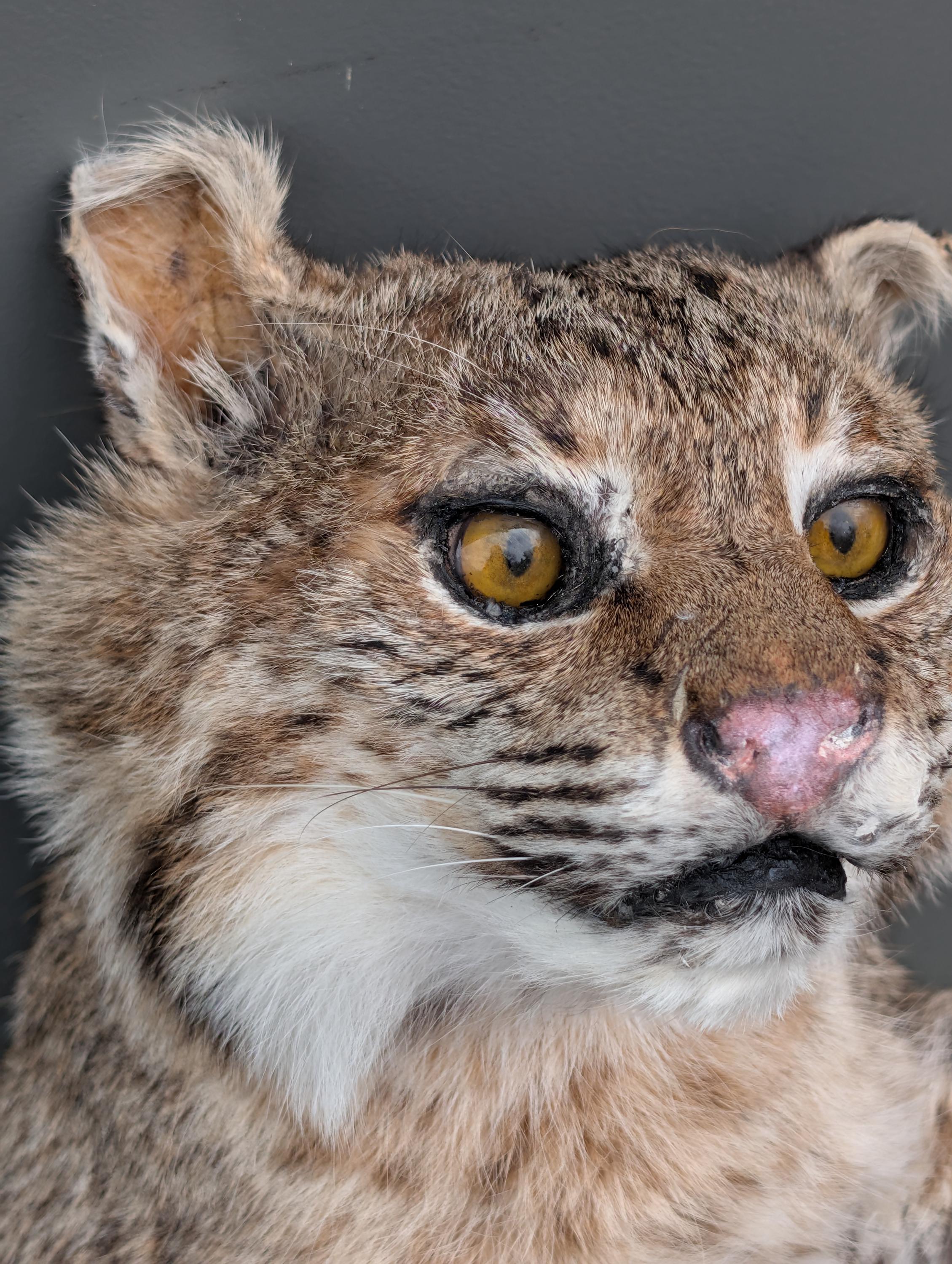 Dopey Bobcat Floppy Soft Mount Taxidermy - Etsy
