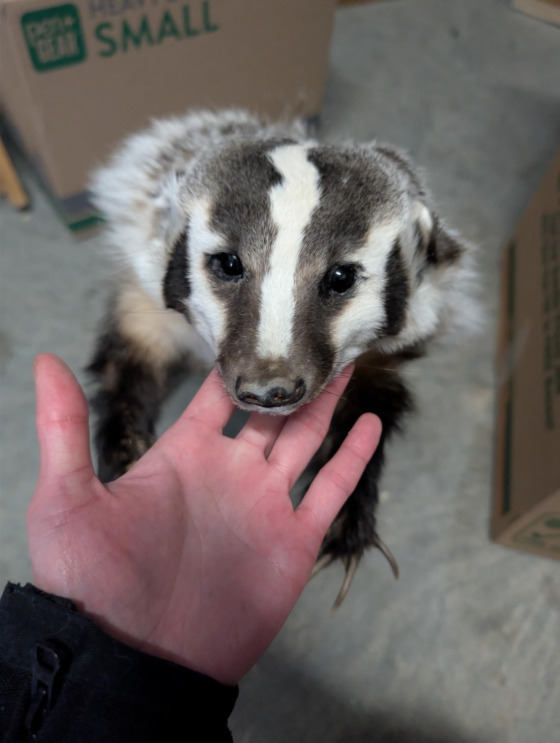 Soft Mount Taxidermy Posable Badger - Etsy