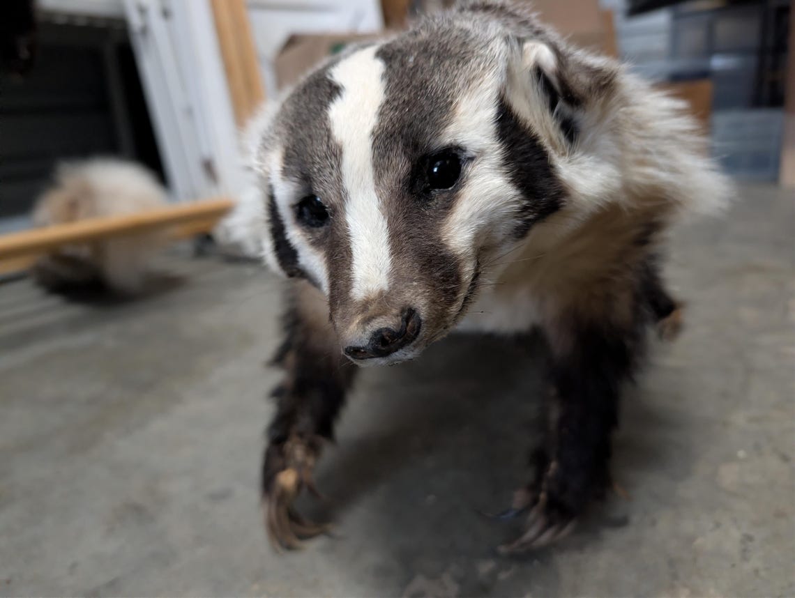 Soft Mount Taxidermy Posable Badger - Etsy
