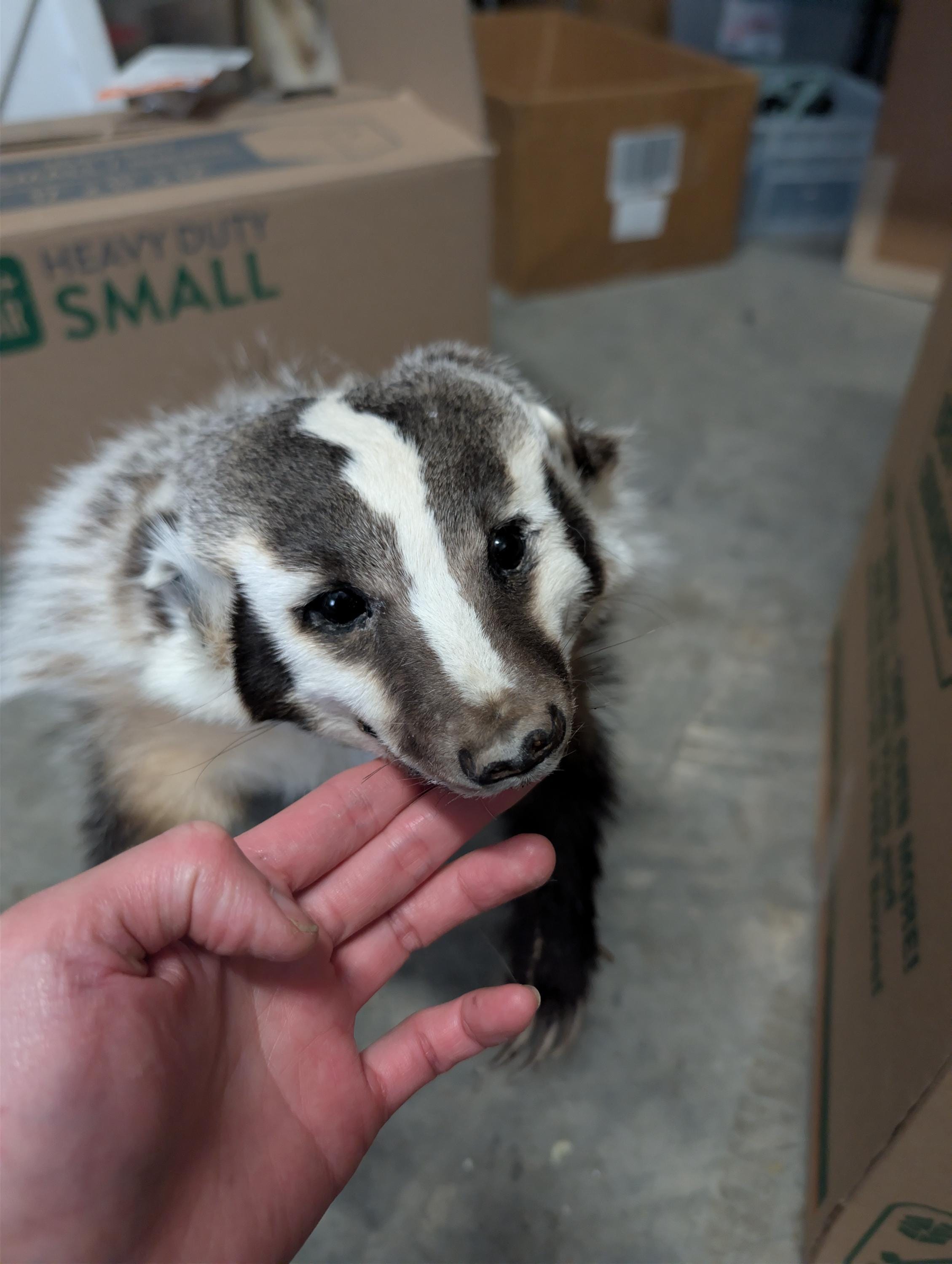Soft Mount Taxidermy Posable Badger - Etsy