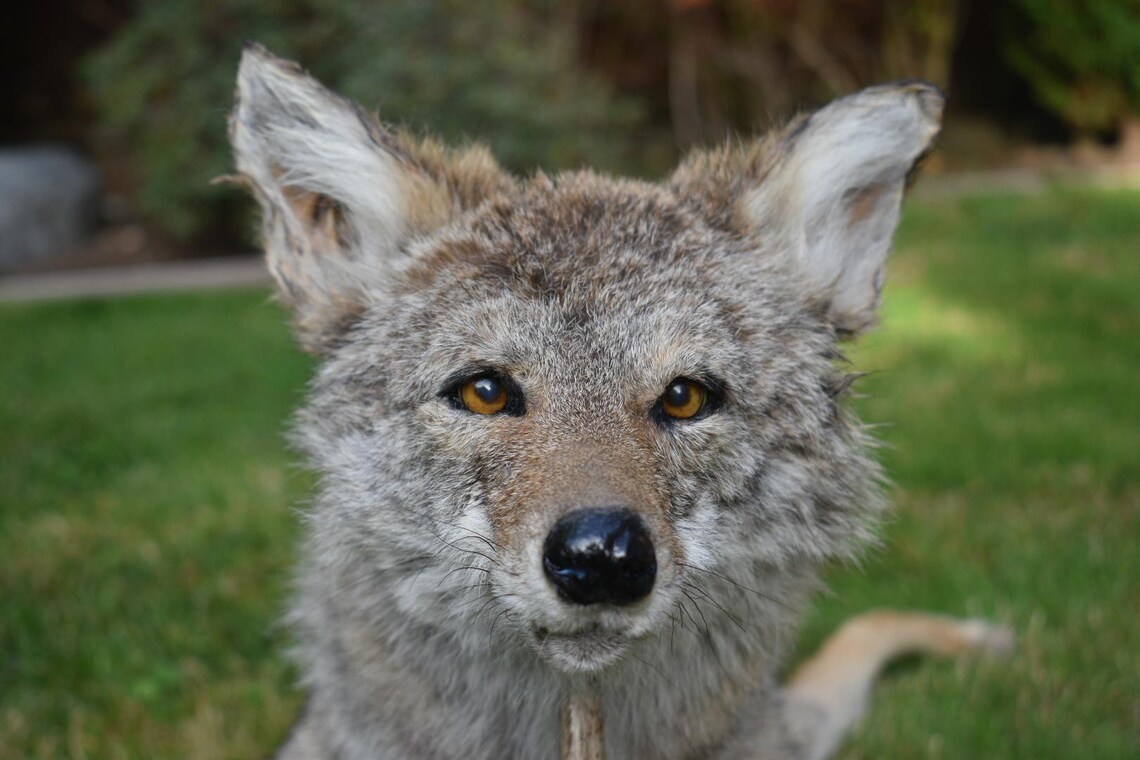 Custom Soft Mount Taxidermy Commissions!! - Etsy