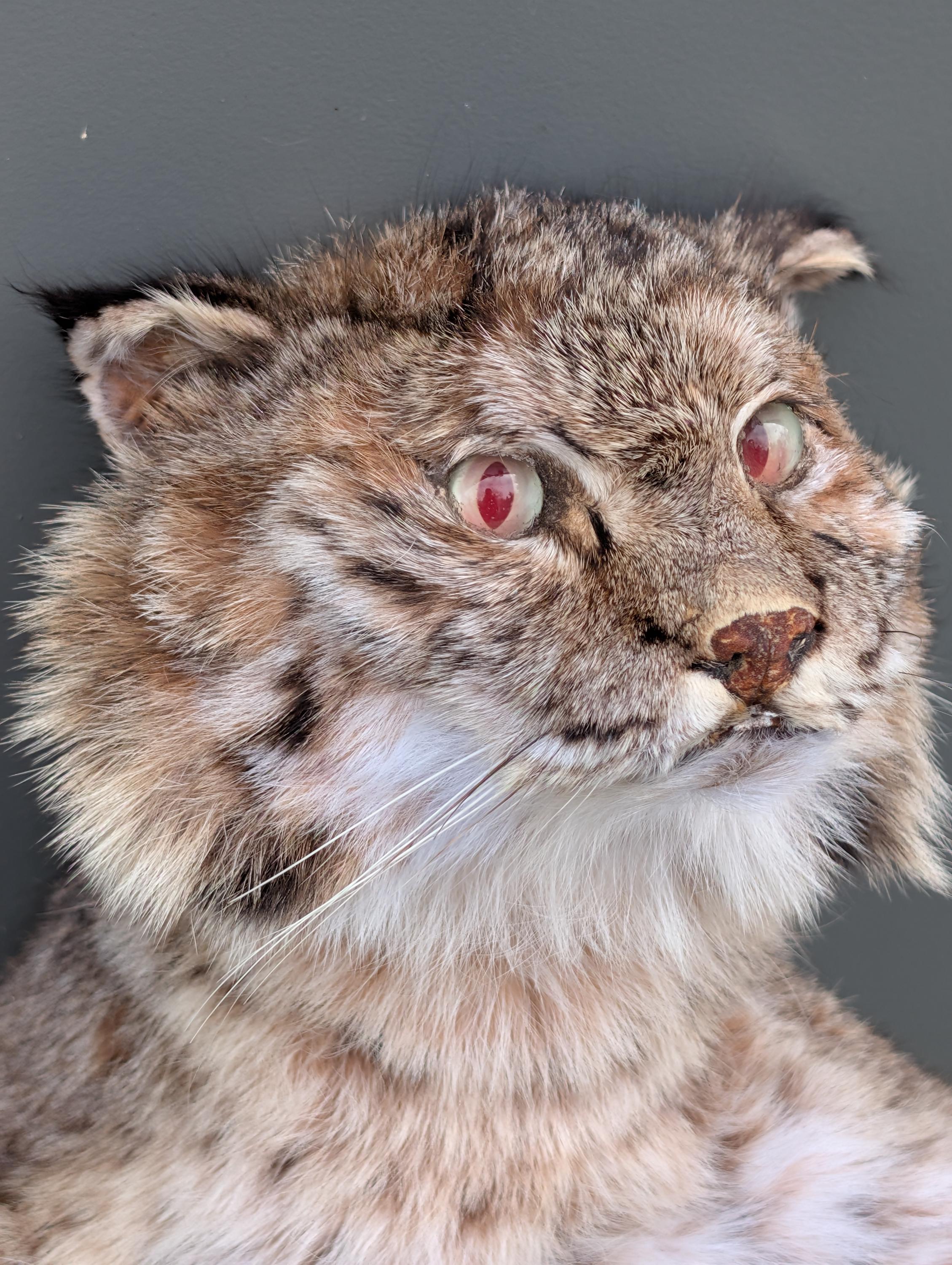 Dopey Bobcat Floppy Soft Mount Taxidermy - Etsy