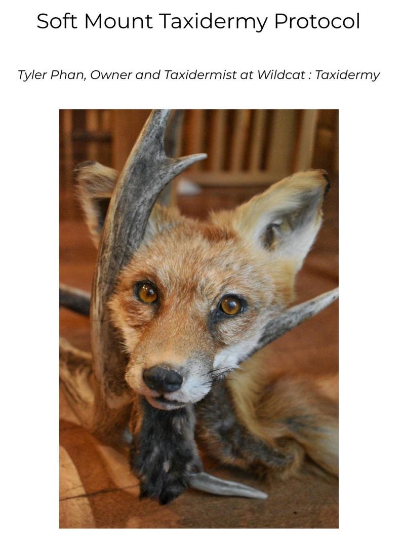 DIY Soft Mount Taxidermy Protocol - Full Color Printed Document Only - Etsy
