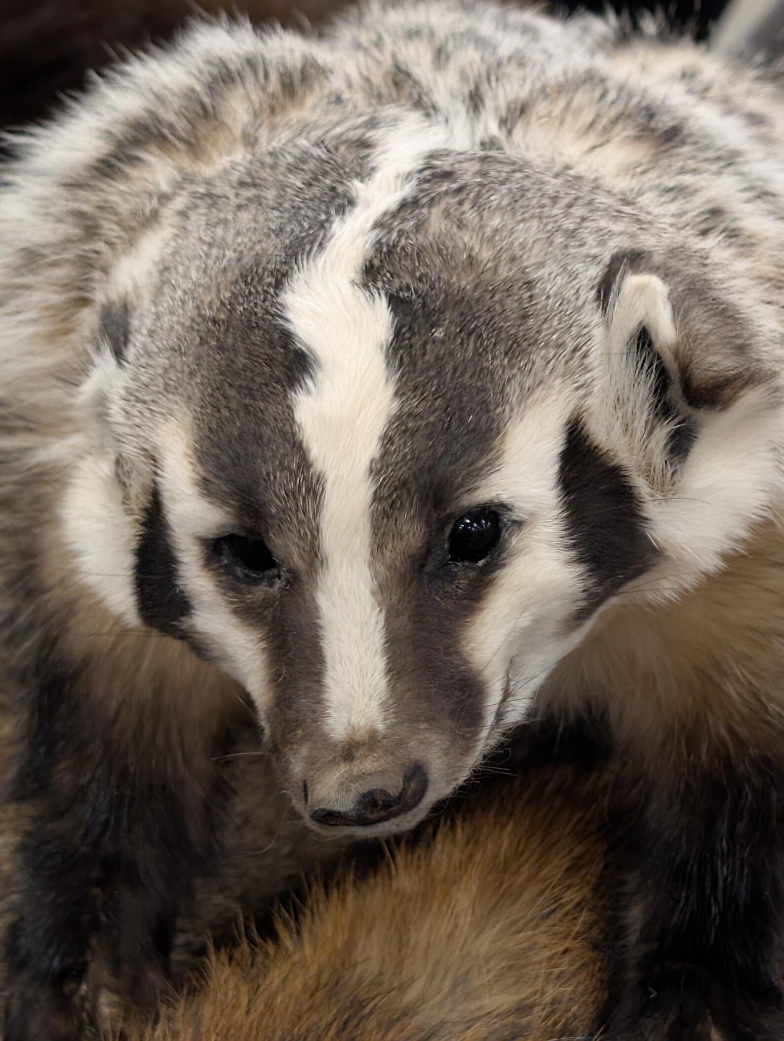 Soft Mount Taxidermy Posable Badger - Etsy