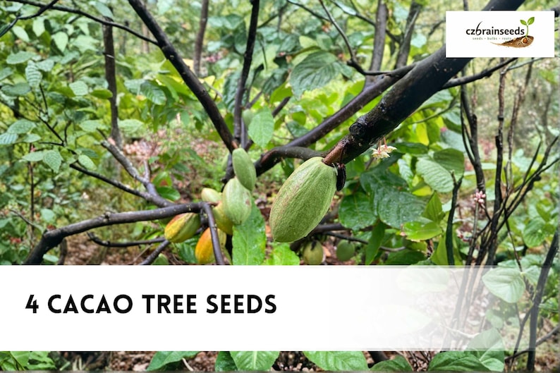 4 Cacao Tree Seeds | Theobroma Cacao Fresh Wet Cocoa Seeds, Tropical ...