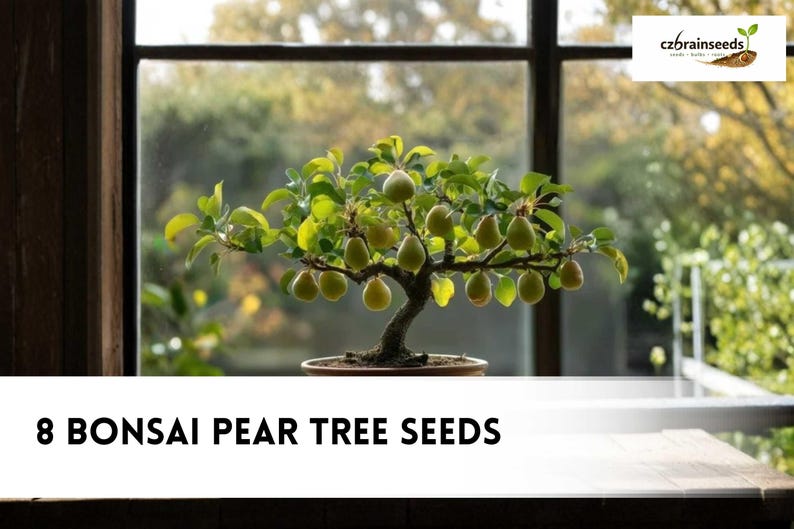8 Bonsai Pear Tree Seeds | Pyrus Fruit Tree Starter, Ornamental Garden ...