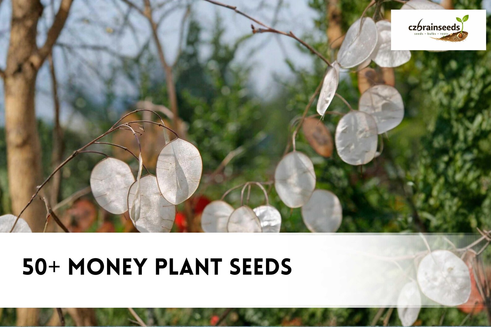 50+ Money Plant Seeds | Lunaria Annua Honesty, Purple Flowers, Silver ...
