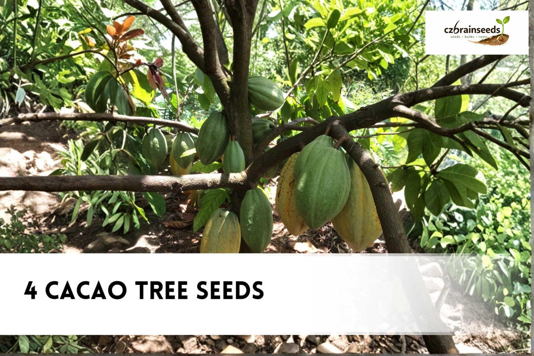 4 Cacao Tree Seeds | Theobroma Cacao Fresh Wet Cocoa Seeds, Tropical ...