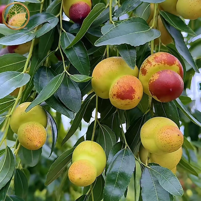 Decorative Fruit Trees - Etsy