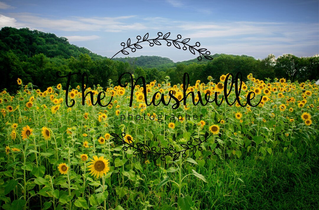 Sunflower Field Digital Background Download Only - Etsy