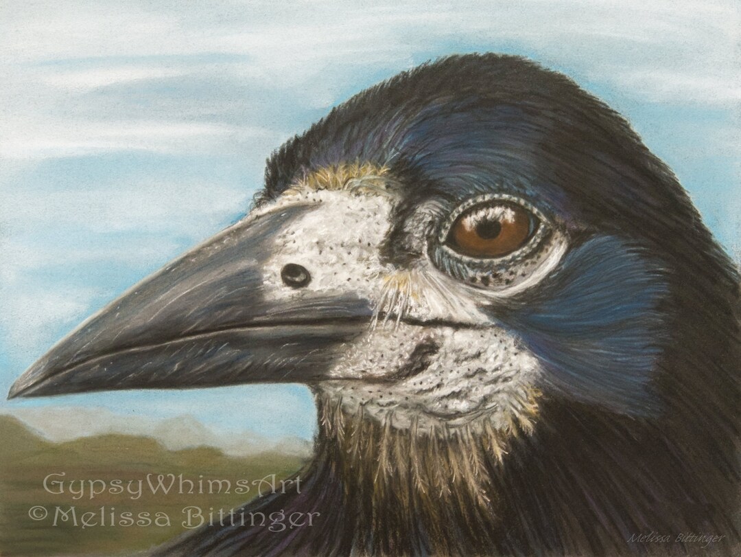 Rook Bird Art, Rook Crow Corvid Pastel Drawing Fine Art Giclee Print or ...