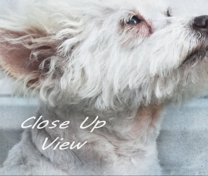 Cute White Puppy Dog Portrait Chi-poo Chipoo Chihuahua - Etsy