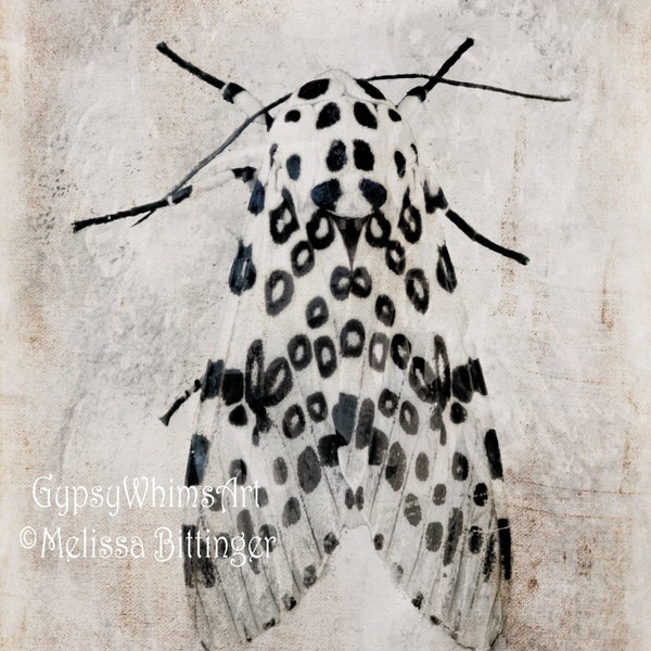 Leopard Moth - Etsy