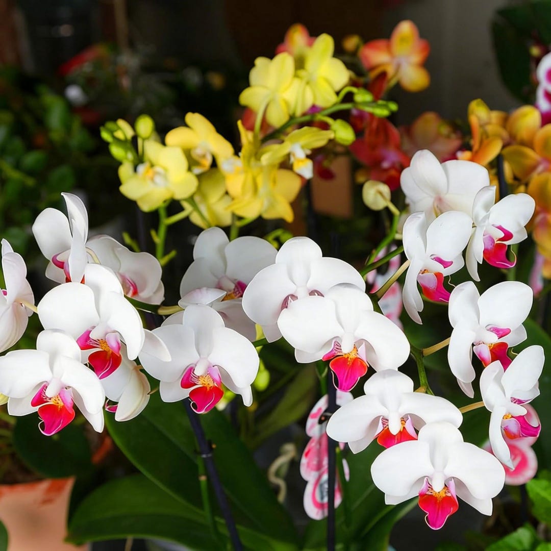 Dwarf Balsam Seeds Double Bloom Heirloom Garden Flowers - Etsy
