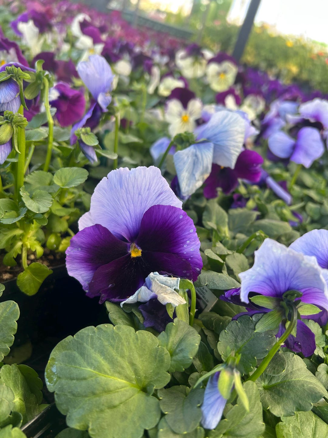 King Henry Viola Beginner Grow Kit - Etsy
