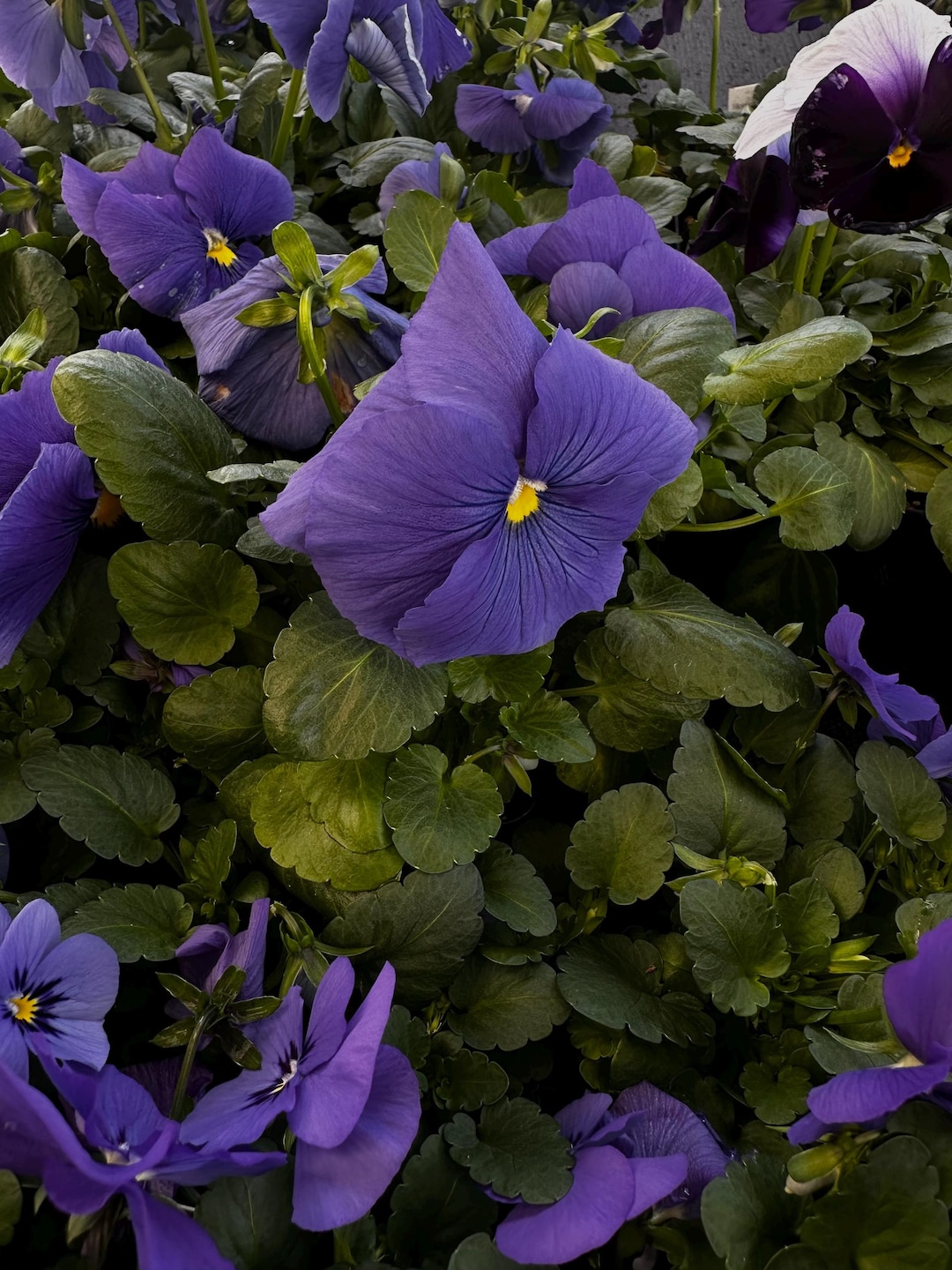 True Blue Pansy Seeds for Beginners - Etsy
