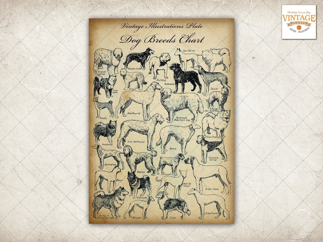 Dog Breeds Chart Vintage Digital Image, A4 Size, 300 Dpi, Jpeg & PDF ...