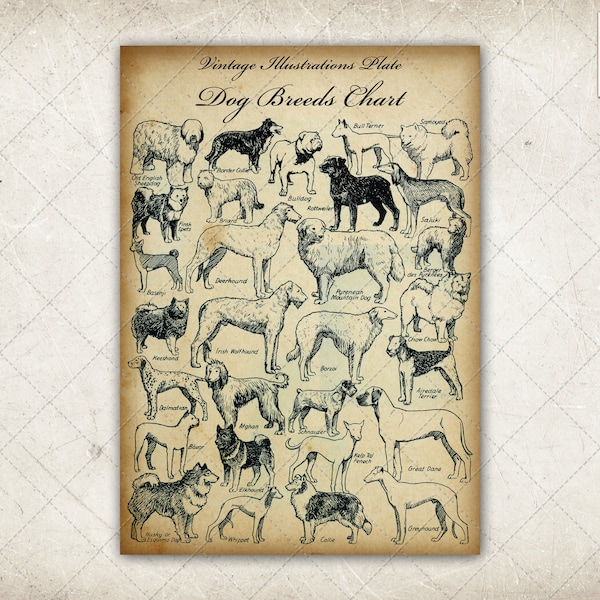 Dog Breed Chart - Etsy