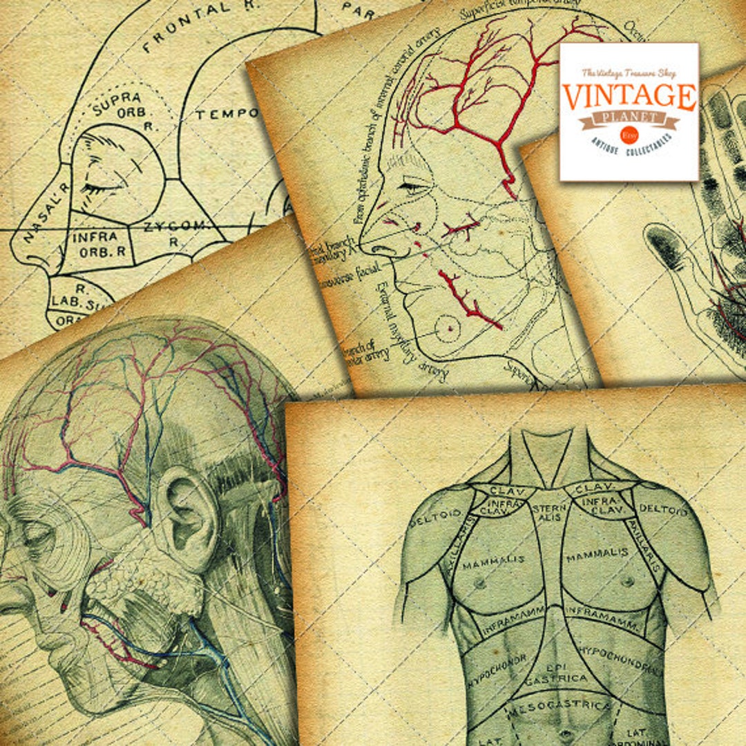 Antique Medical Anatomy Illustration Digital Plate Print - Anatomy of ...