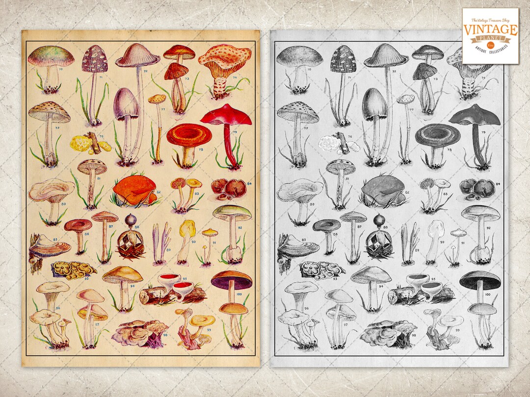 Mushrooms Chart Diagram Illustration Botanical Educational Wall Decor ...