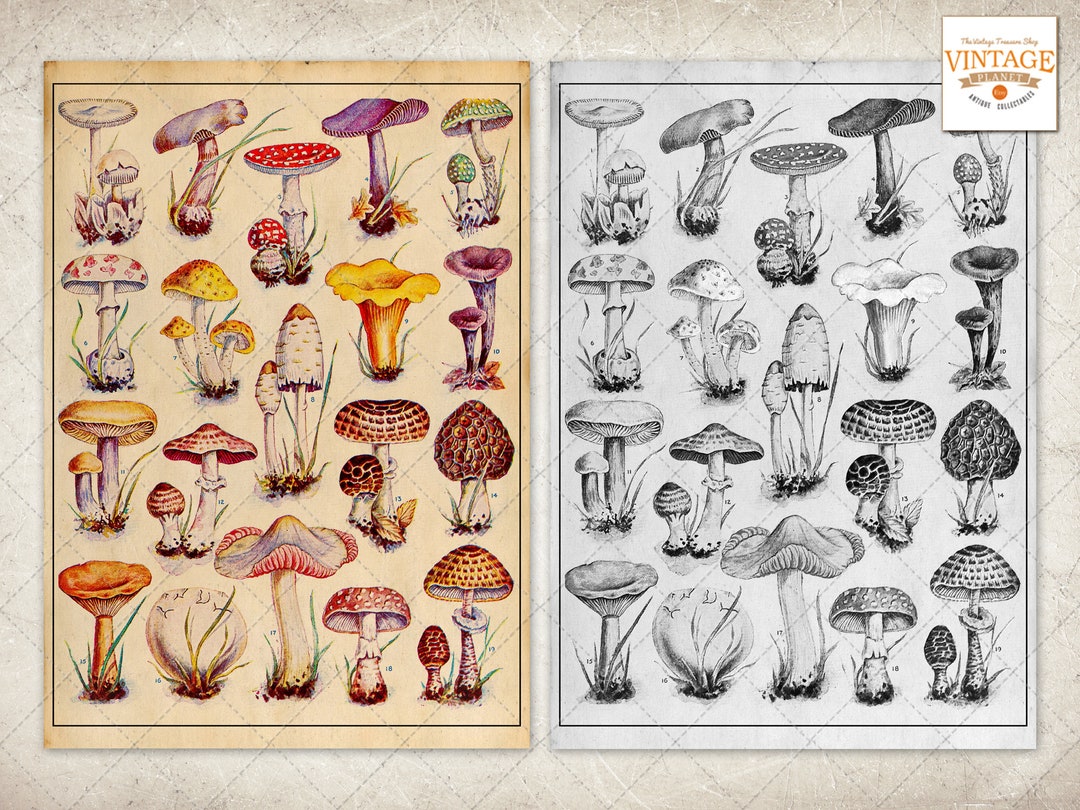 Mushrooms Chart Diagram Illustration Botanical Educational Wall Decor ...