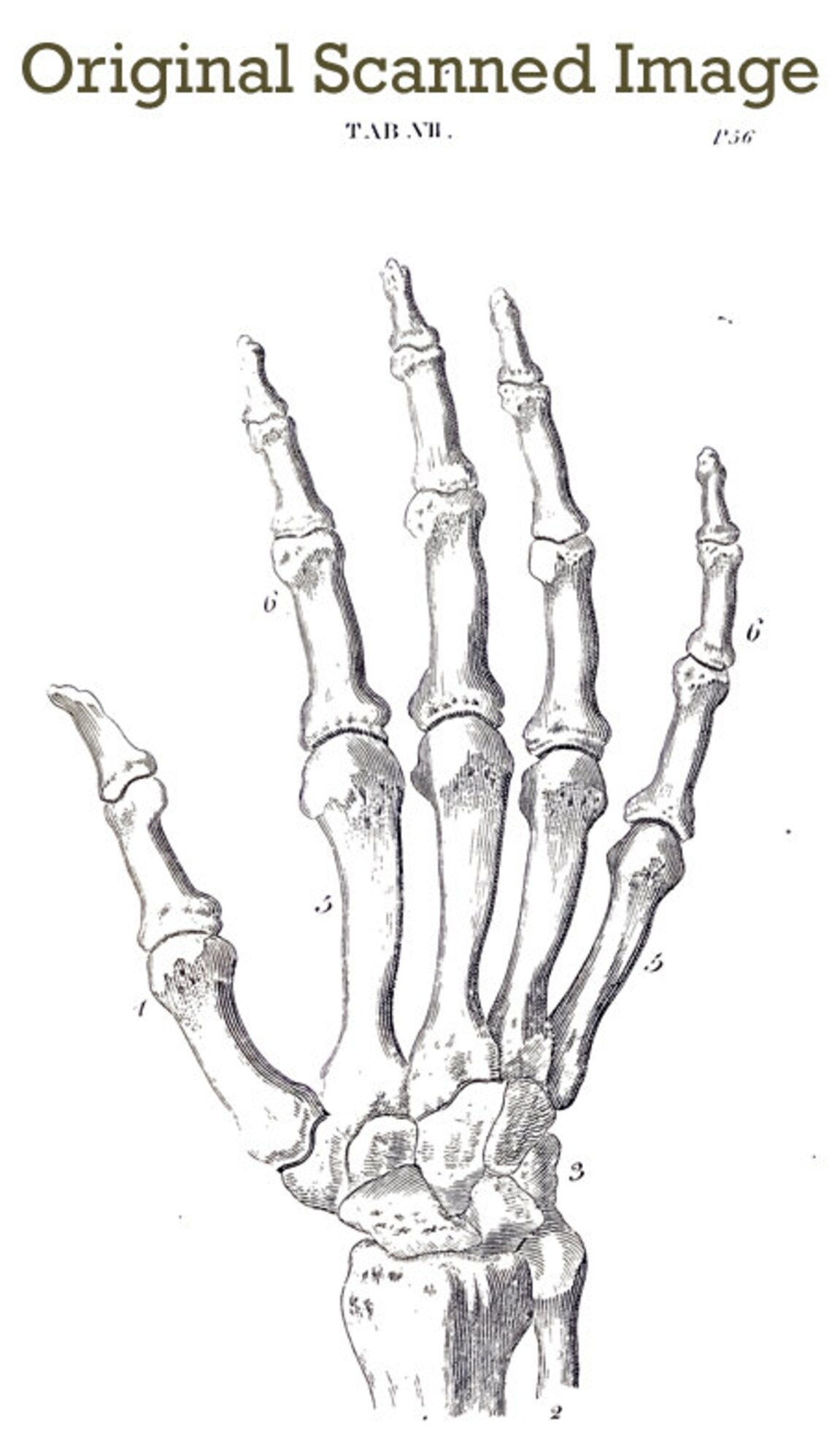 Human Anatomy Skeleton Hand Printable Digital Art Plate - Etsy