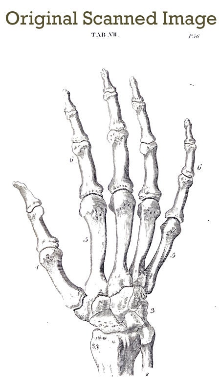 Human Anatomy Skeleton Hand Printable Digital Art Plate - Etsy