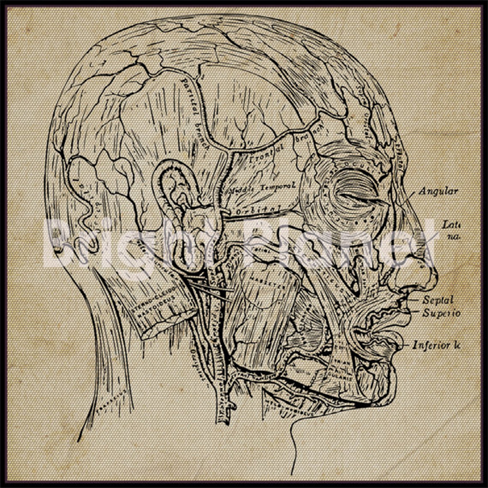 Antique Medical Illustration Anatomy of the Head Digital - Etsy