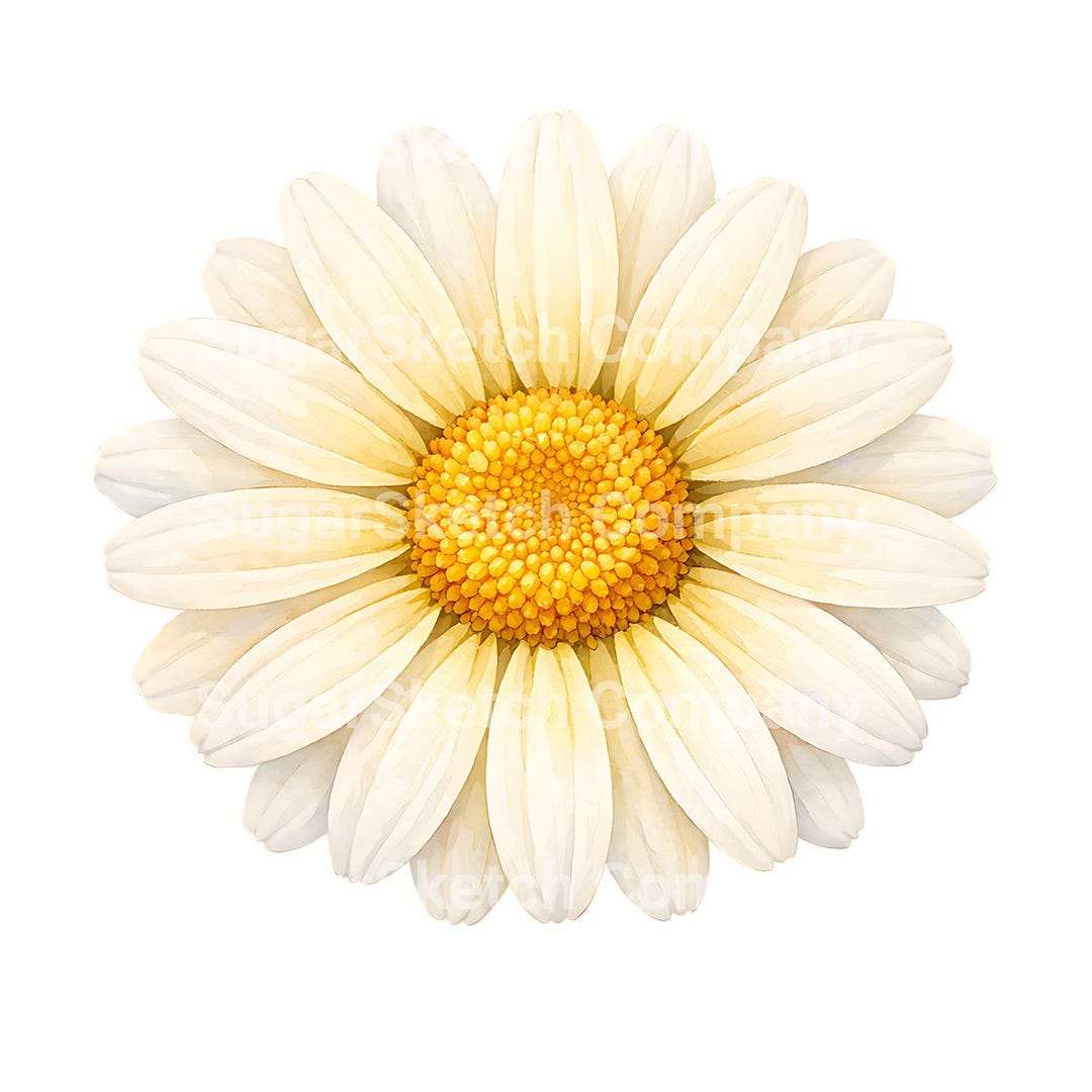 Pastel Daisy Watercolor Clipart Bundle, Soft Spring Floral Illustration ...