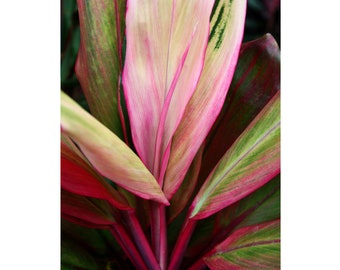 Ti Leaf Print - Etsy