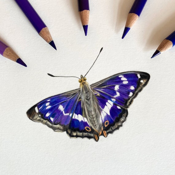 Purple Butterfly Drawing