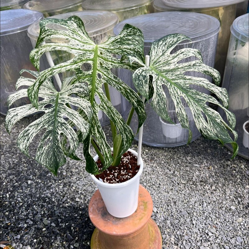 Monstera Devil - Etsy