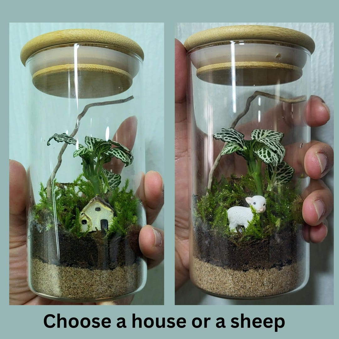 DIY Complete Terrarium Kit With Plants and Accessories - Etsy