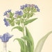 Blue Cowslip, Pulmonaria Angustifolia Print From Nordens Flora Date ...
