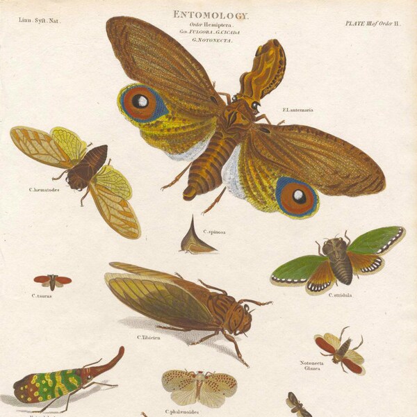 Antique Entomology Engraving - Etsy