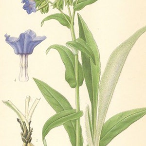 Blue Cowslip, Pulmonaria Angustifolia Print From Nordens Flora Date ...