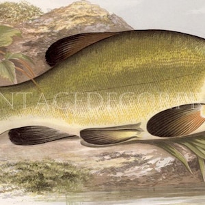 Print of a Tench. Original Antique Print From the Rev. W. - Etsy
