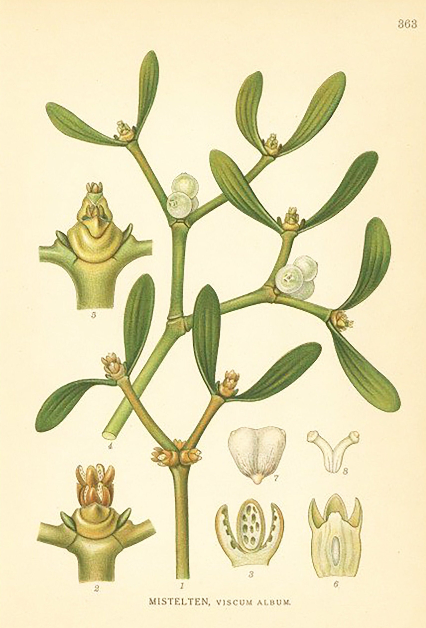 Mistletoe Botanical Illustration