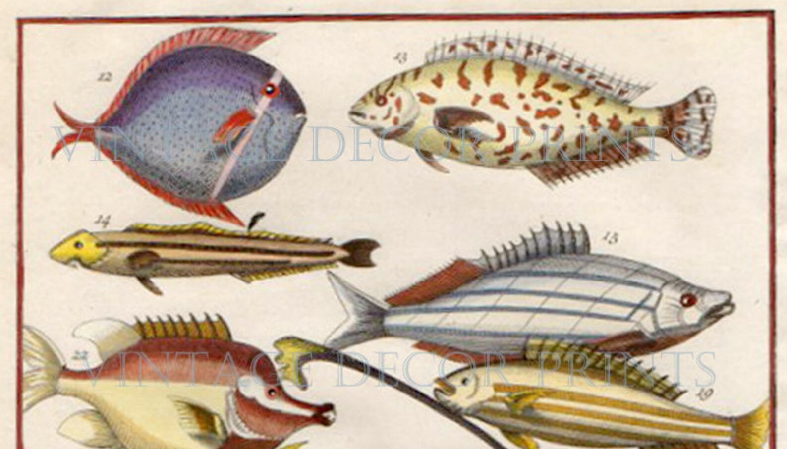 Tropical Fish Engraving of Various Colourful Reef Fish. 1764 Engraving ...