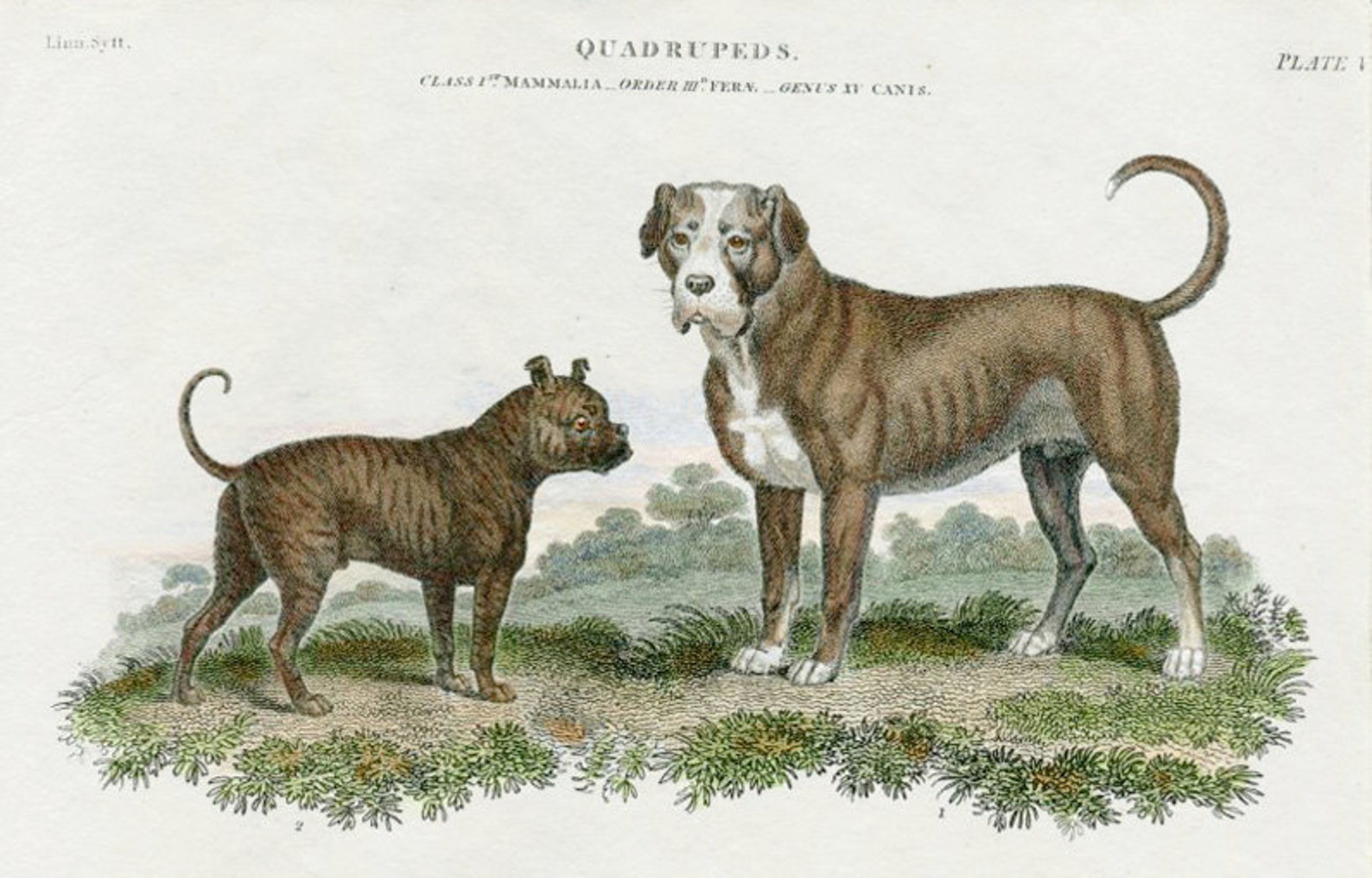 Hunting Dogs 1810 Engraving of Dogs From Rees Cyclopedia Hand Coloured ...