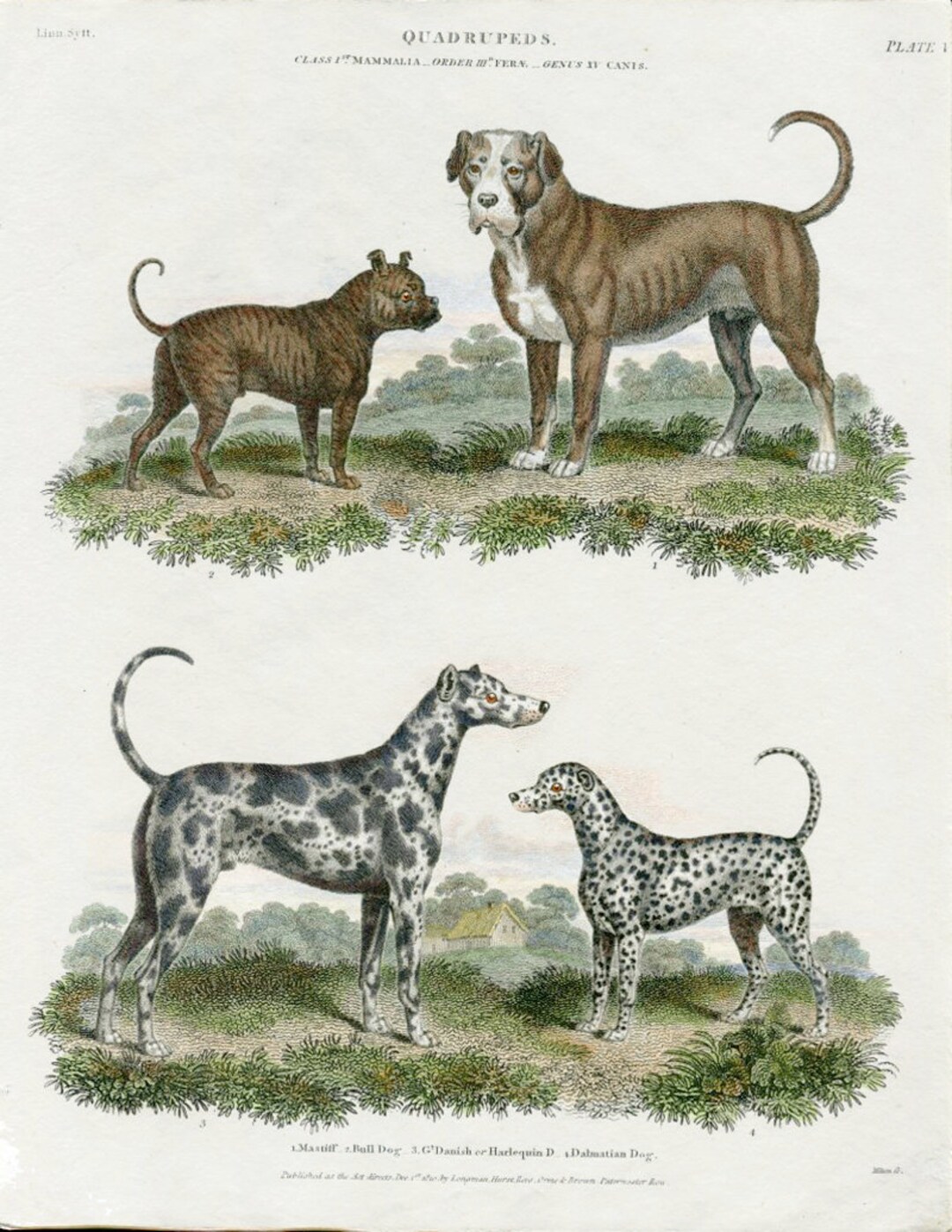 Hunting Dogs 1810 Engraving of Dogs From Rees Cyclopedia Hand Coloured ...