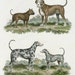 Hunting Dogs 1810 Engraving of Dogs From Rees Cyclopedia Hand Coloured ...