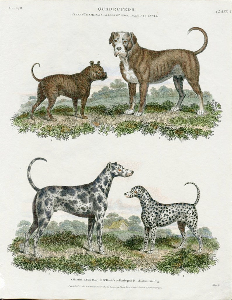 Hunting Dogs 1810 Engraving of Dogs From Rees Cyclopedia Hand Coloured ...